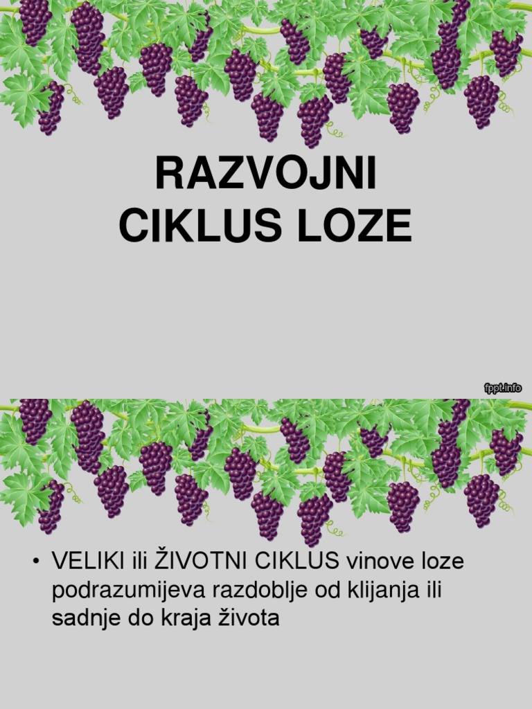 Razvojni Ciklus Vinove Loze | PDF
