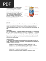 Ramillete de Riolano | PDF | Anatomía humana | Cabeza y cuello humanos