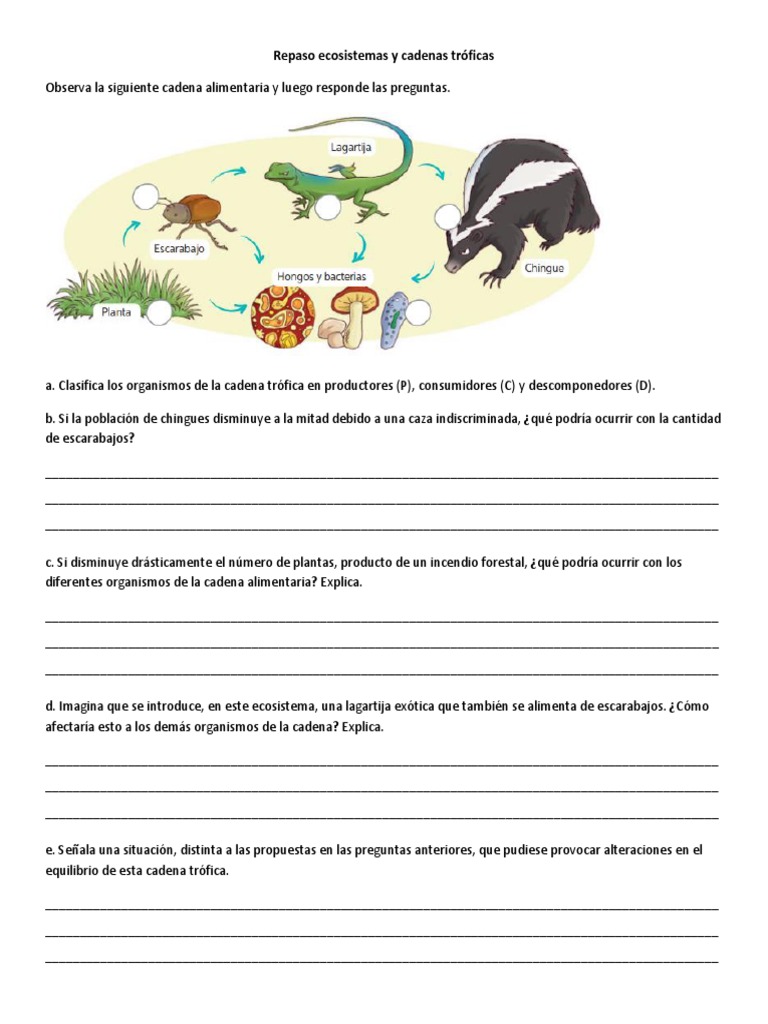 Repaso Ecosistemas y Cadenas Tróficas | PDF | Ecosistema | Organismos