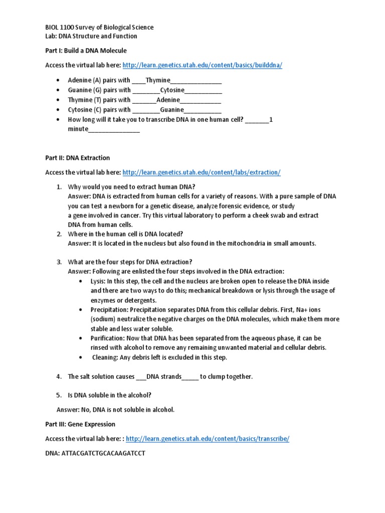 DNA Structure and Function | PDF | Dna | Cell (Biology)