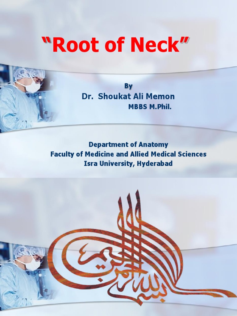 Root of Neck | PDF | Common Carotid Artery | Neck
