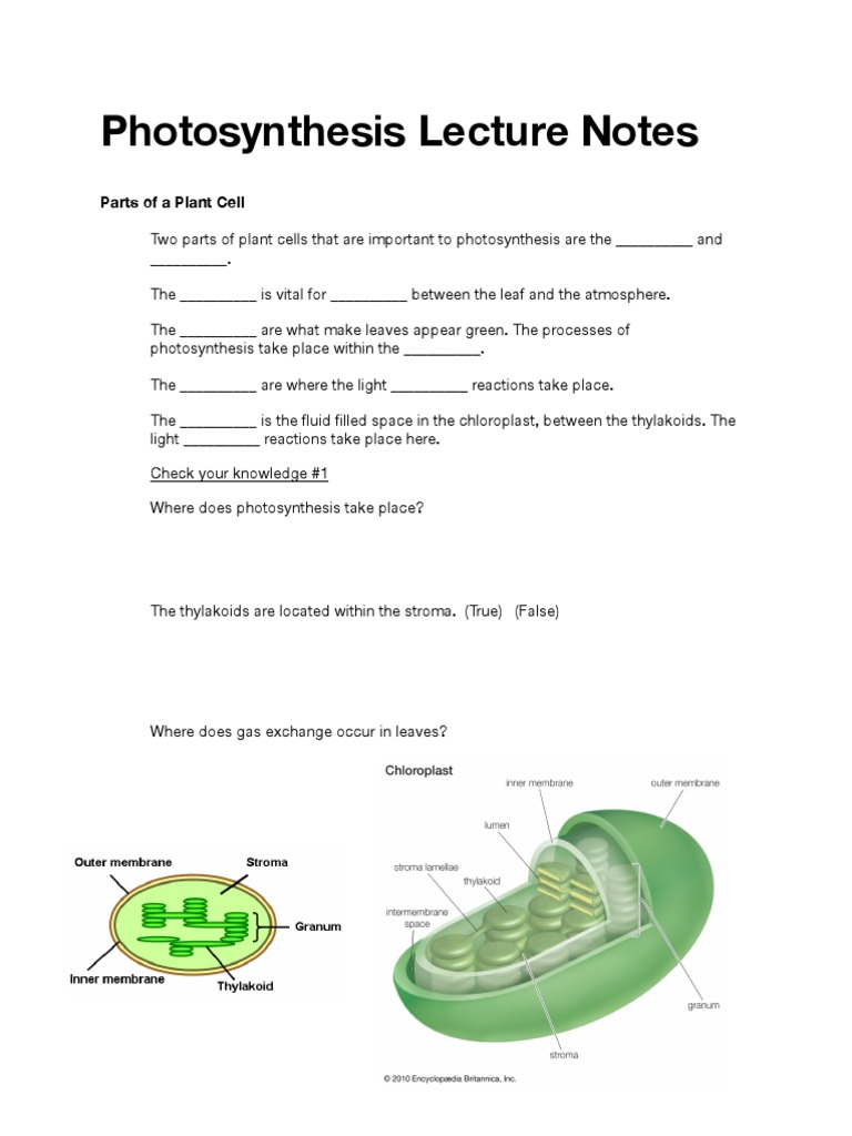 Photosynthesis Lecture Notes PDF Revised | PDF | Photosynthesis ...