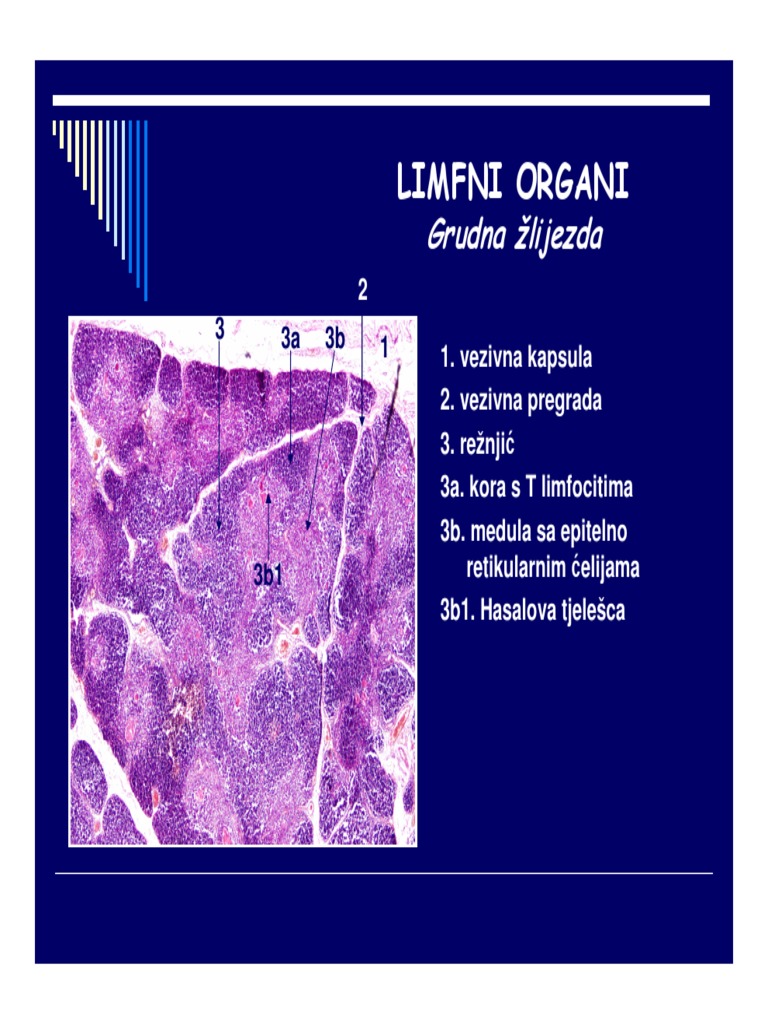 Limfni Organi | PDF