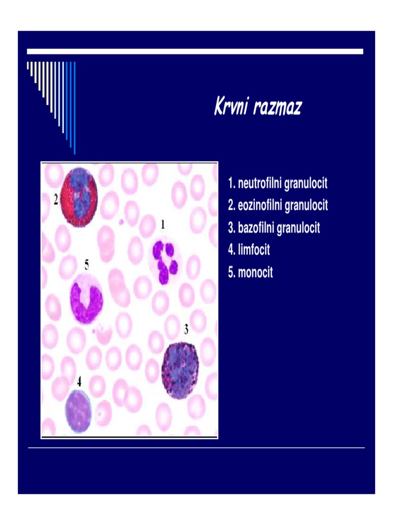 Krvni Razmaz: 1. Neutrofilni Granulocit 2. Eozinofilni Granulocit 3 ...