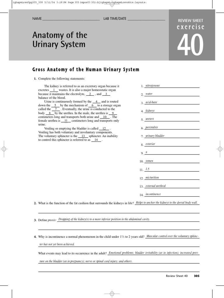 Anatomy of The Urinary System: Exercise | PDF | Kidney | Animal Anatomy