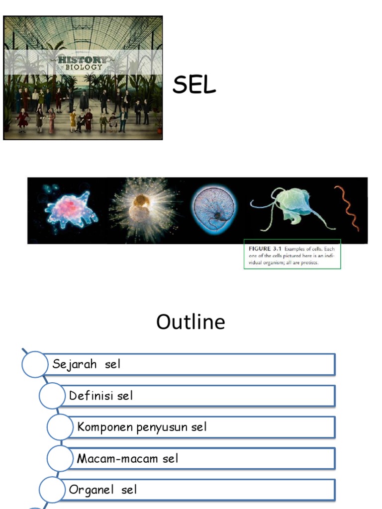 SEL | PDF
