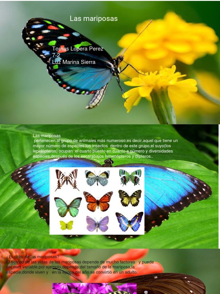 Todo sobre las mariposas: ciclo y vida | PDF