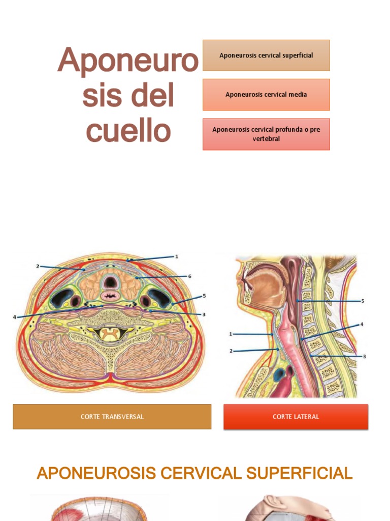 Aponeurosis Del Cuello | PDF