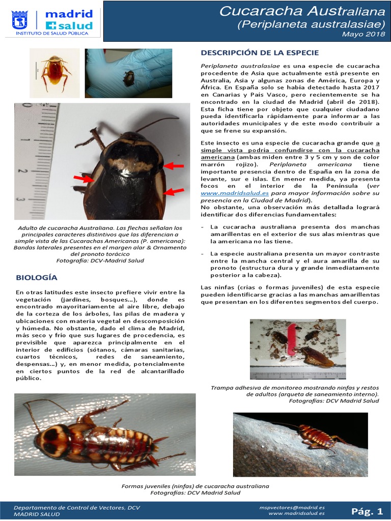Identificación de Cucaracha Australiana | PDF | Insectos | España