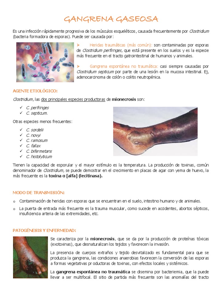 Causas y transmisión de gangrena gaseosa | PDF | Leucocito | Las bacterias