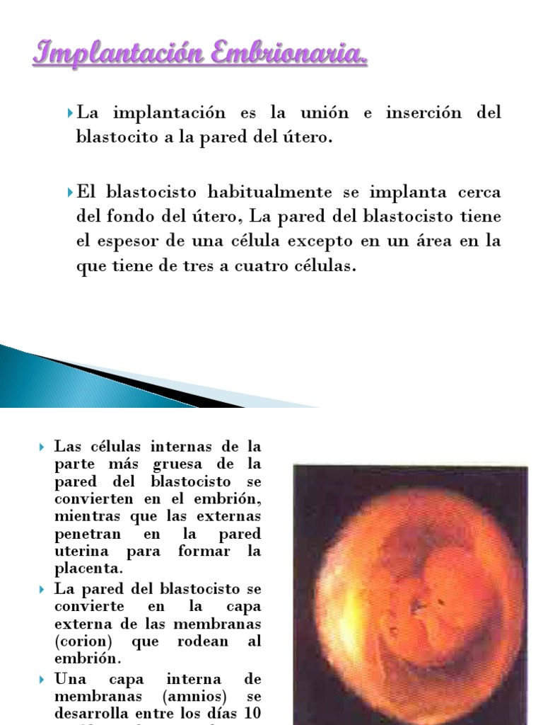 Implantacion Embrionaria 7 S | PDF | Implantación (embrión humano ...