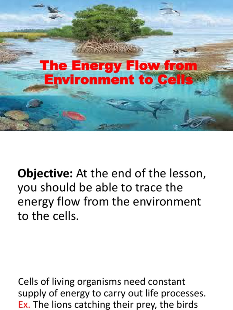 Lesson 5.3 The Energy Flow From Environment To Cells | PDF ...