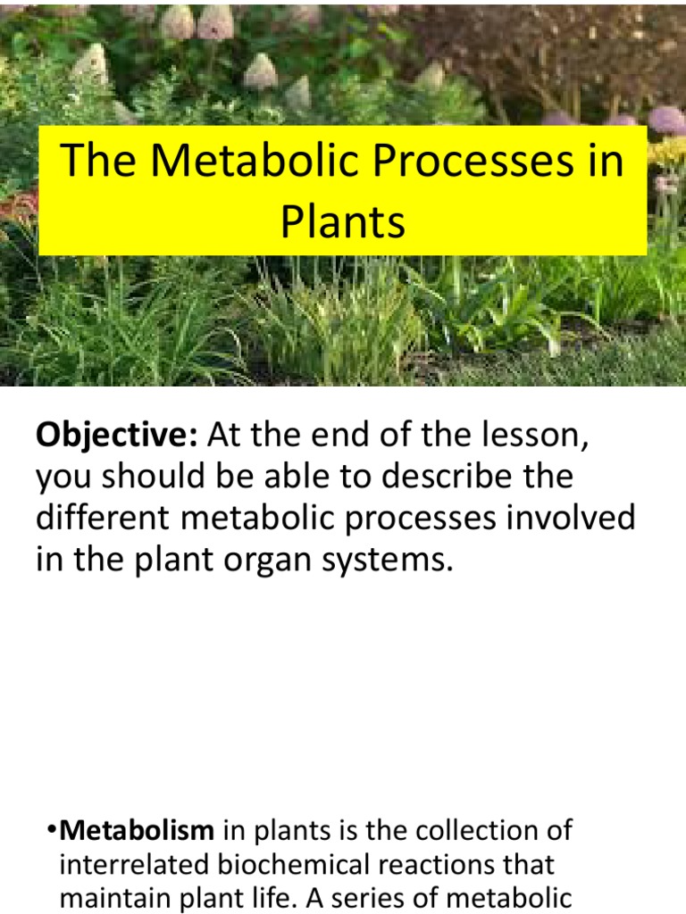 Lesson 8.3 The Metabolic Processes in Plants | PDF | Photosynthesis ...