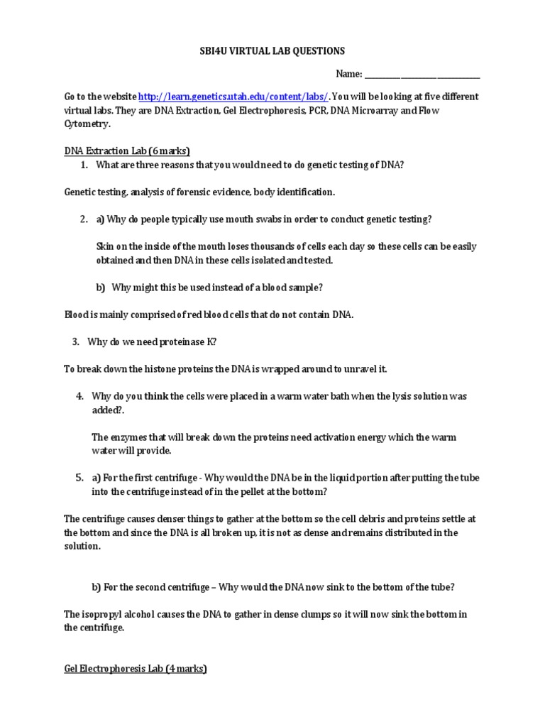 Virtual Lab Questions | PDF | Gel Electrophoresis | Gene