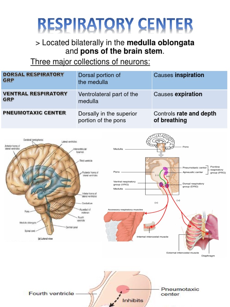 Respiratory Regulation | PDF