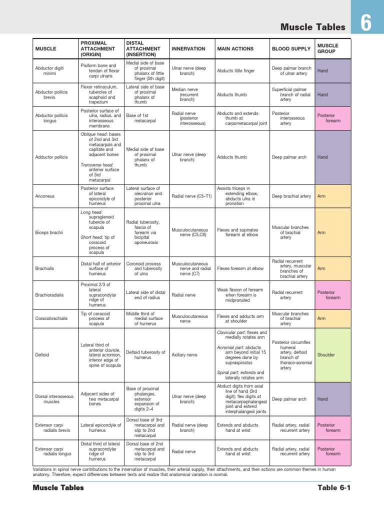 Muscle Tables of The Upper Extremities From Netter's | Download Free ...