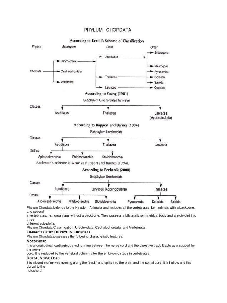 Subphylum Urochordata Classification