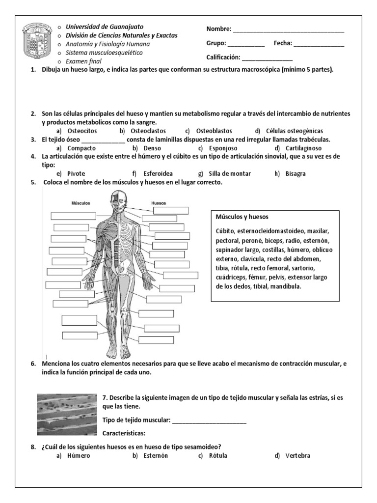 Examen Final | PDF | Hueso | Sistema musculoesquelético