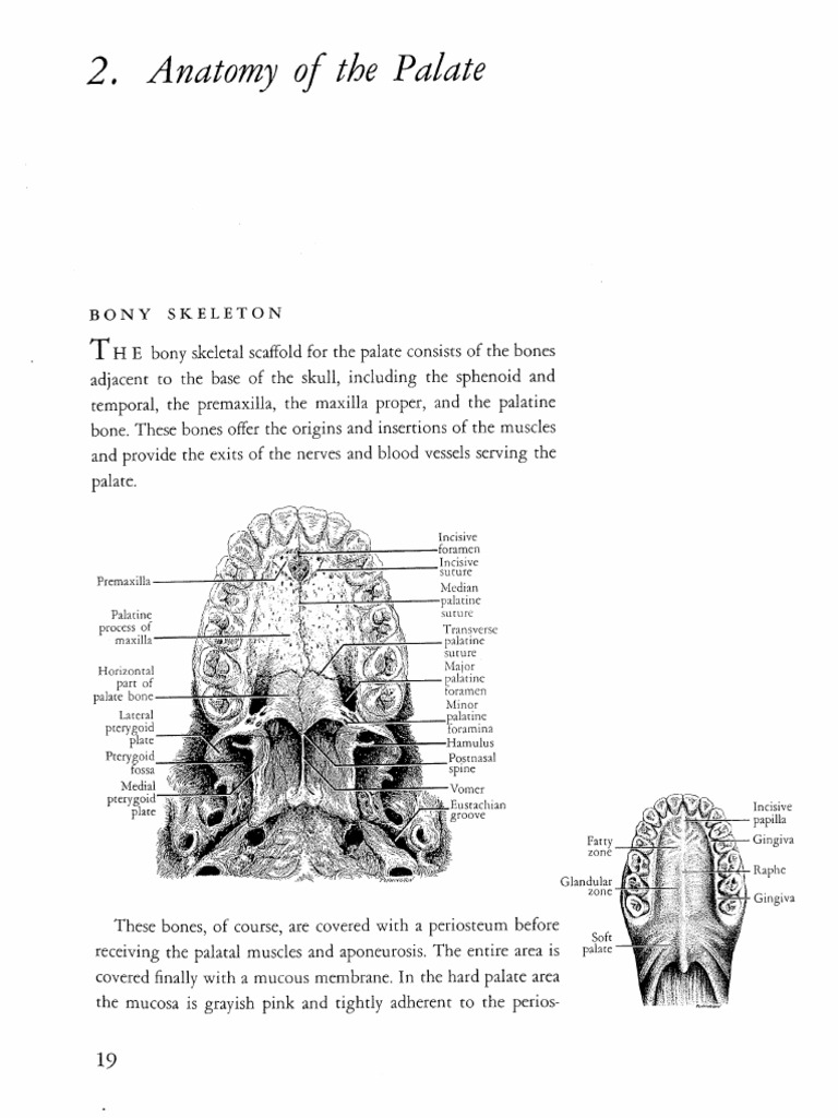 Anatomy: Palate | PDF | Epithelium | Anatomy