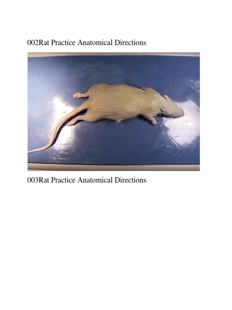 N08009 Rat Dissection | PDF | Small Intestine | Stomach