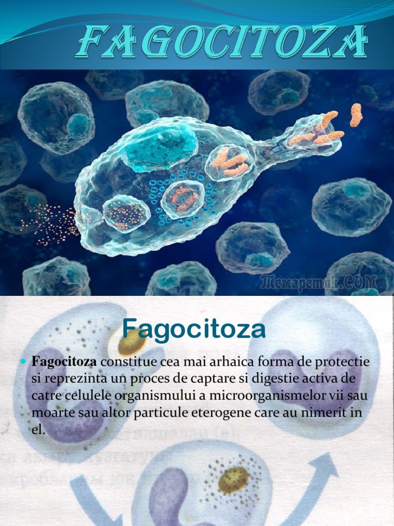Fagocitoza | PDF