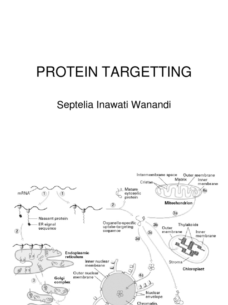 Protein Targetting | PDF | Protein Targeting | Endoplasmic Reticulum