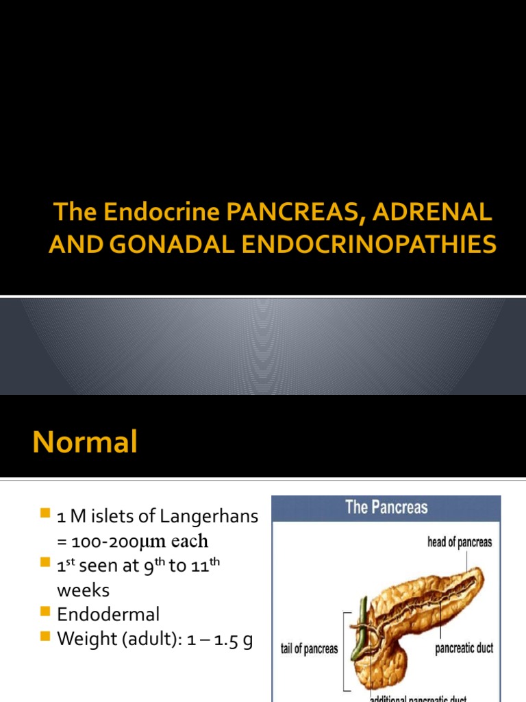 The Endocrine Pancreas II | PDF | Adrenal Gland | Insulin