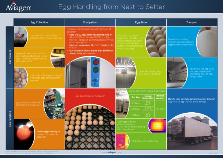 Egg Hatching Poster en 2015 | PDF | Nature