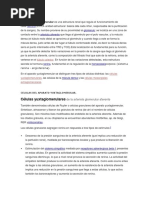 Aparato Yuxtaglomerular y Función Renal | PDF | Riñón | Biología Celular