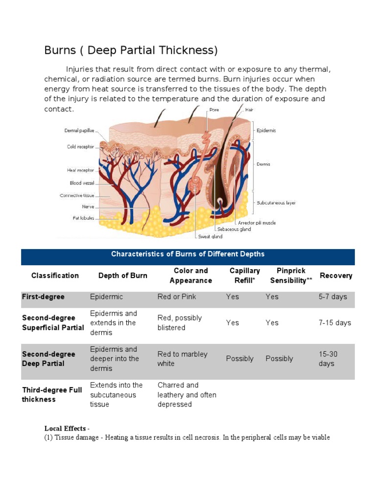 Burns (Deep Partial Thickness) : Characteristics of Burns of Different ...
