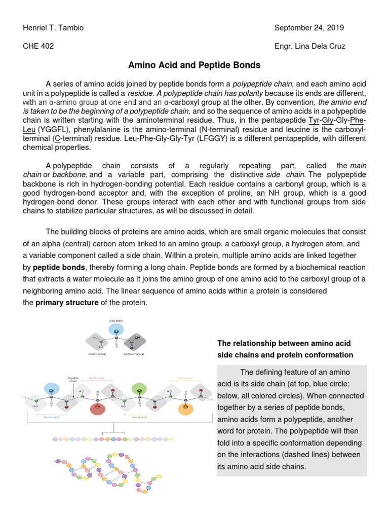 Amino Acid and Peptide Bonds | PDF | Biomolecular Structure | Proteins