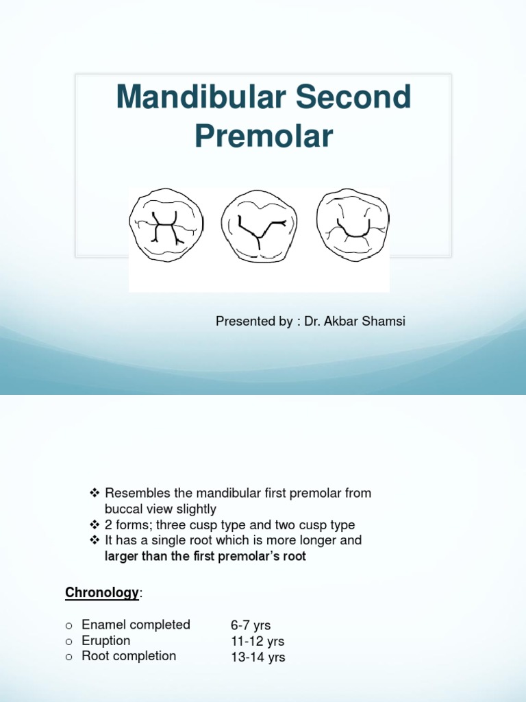Mandibular Second Premolar | PDF | Mouth | Dentistry Branches