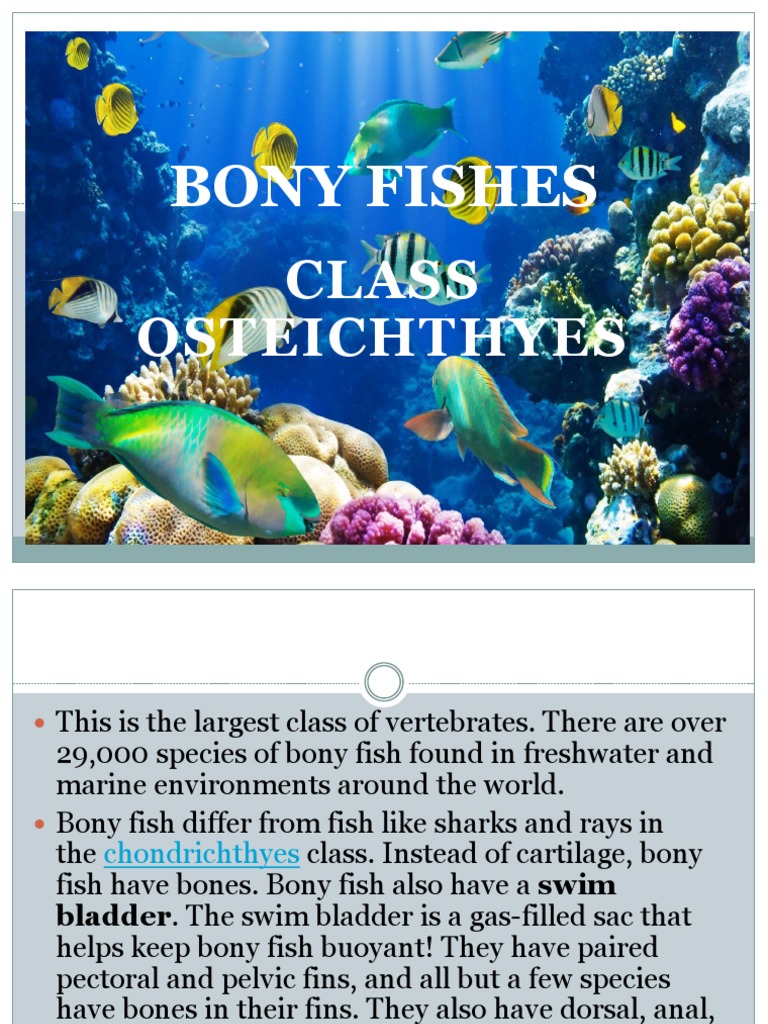 Overview of Bony Fish (Osteichthyes) | PDF | Fish | Aquatic Animals