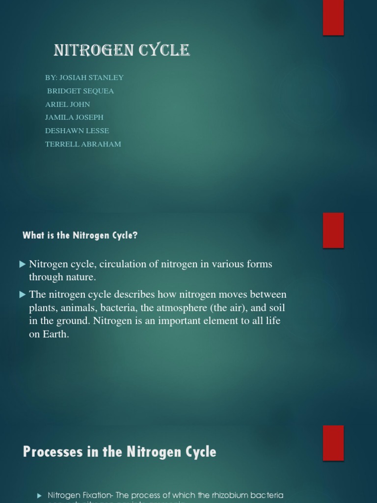 Nitrogen Cycle | PDF