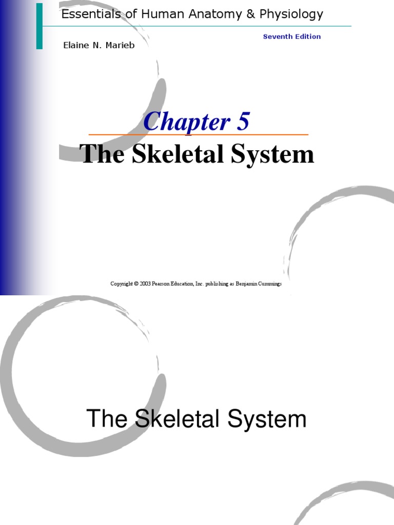 Chapter 5 The Skeletal System | PDF | Skull | Vertebral Column