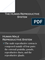 Labeled Male Reproductive System Diagram | PDF | Science & Mathematics