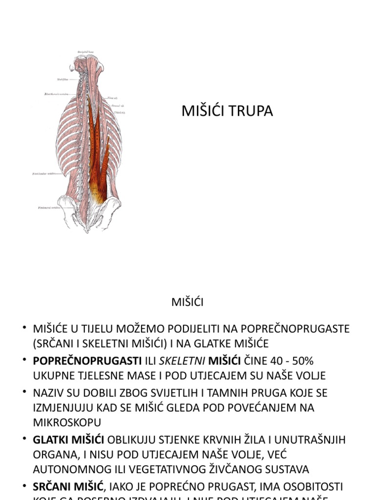 Mišići Trupa | PDF
