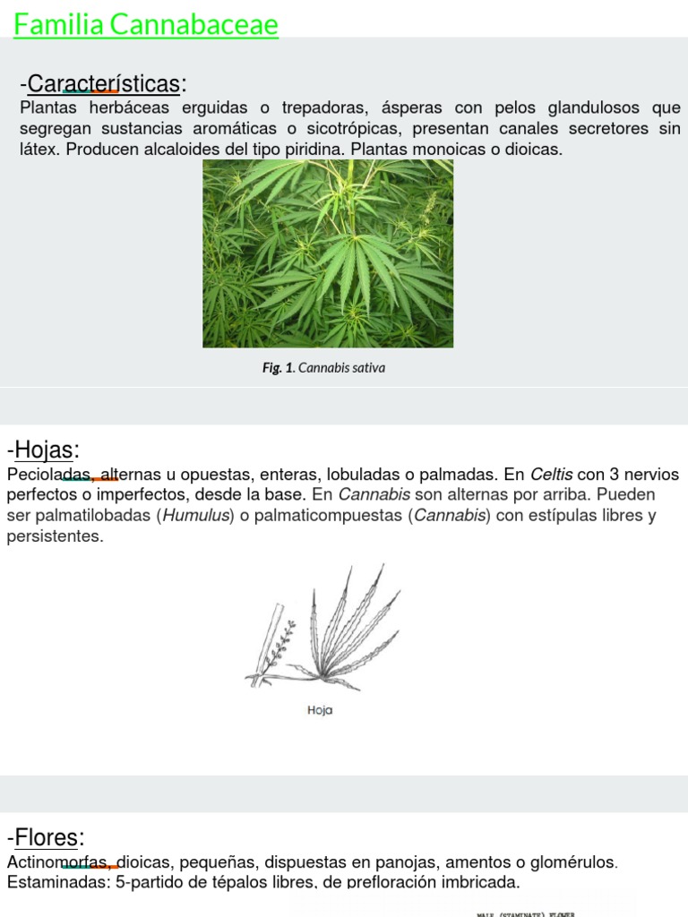 Características de la familia Cannabaceae | PDF | Ramas de la botánica ...