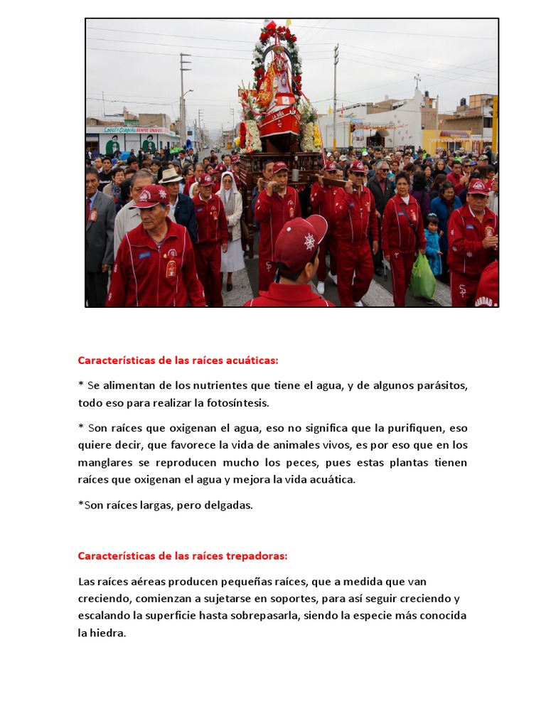 Tipos y características de raíces acuáticas | PDF