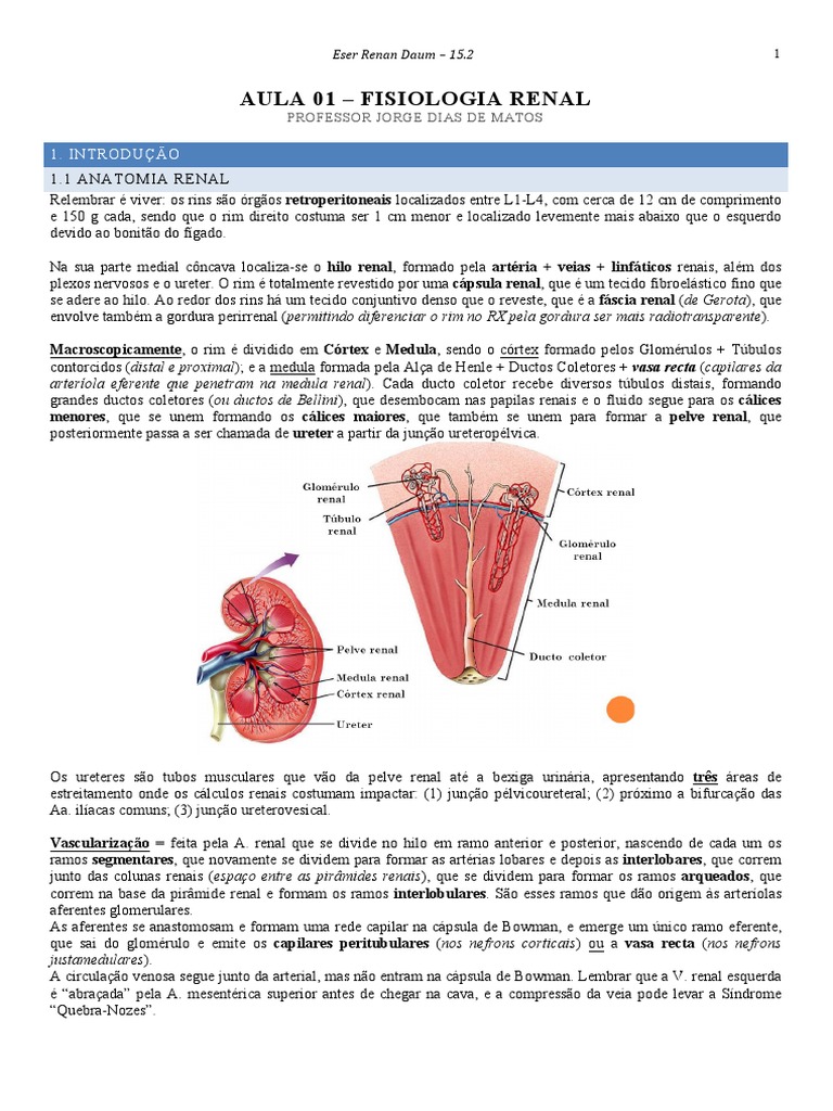 Resumo | PDF | Rim | Função renal