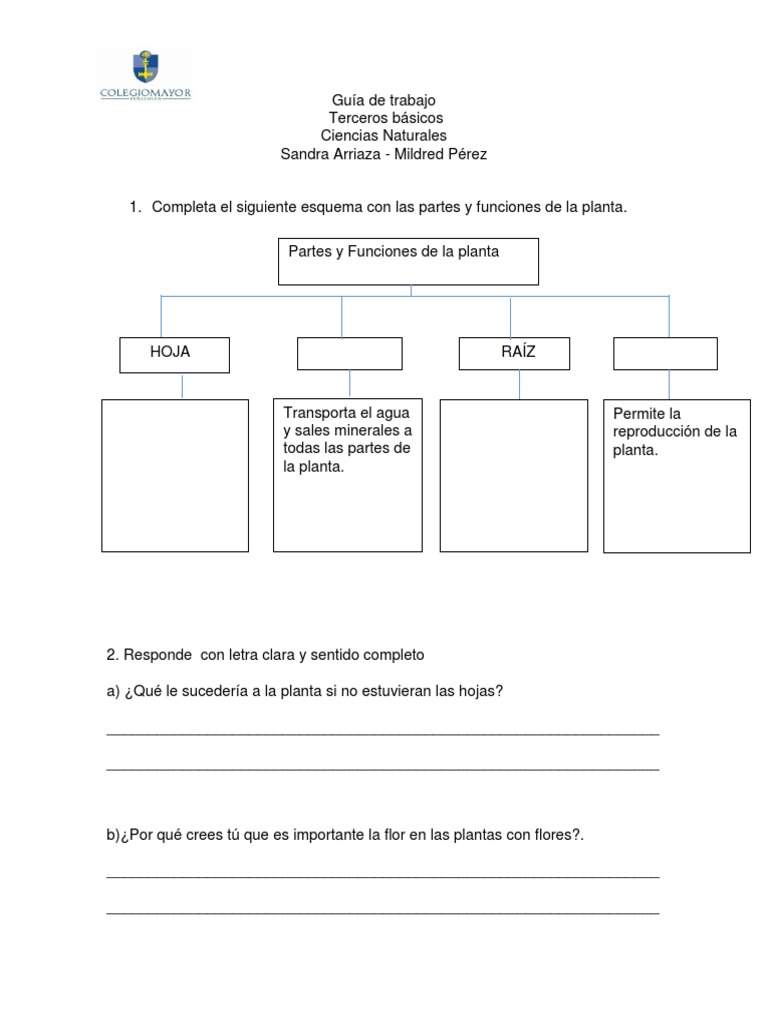 Guía de Trabajo Partes de La Planta, Flor y Fotosíntesis | PDF