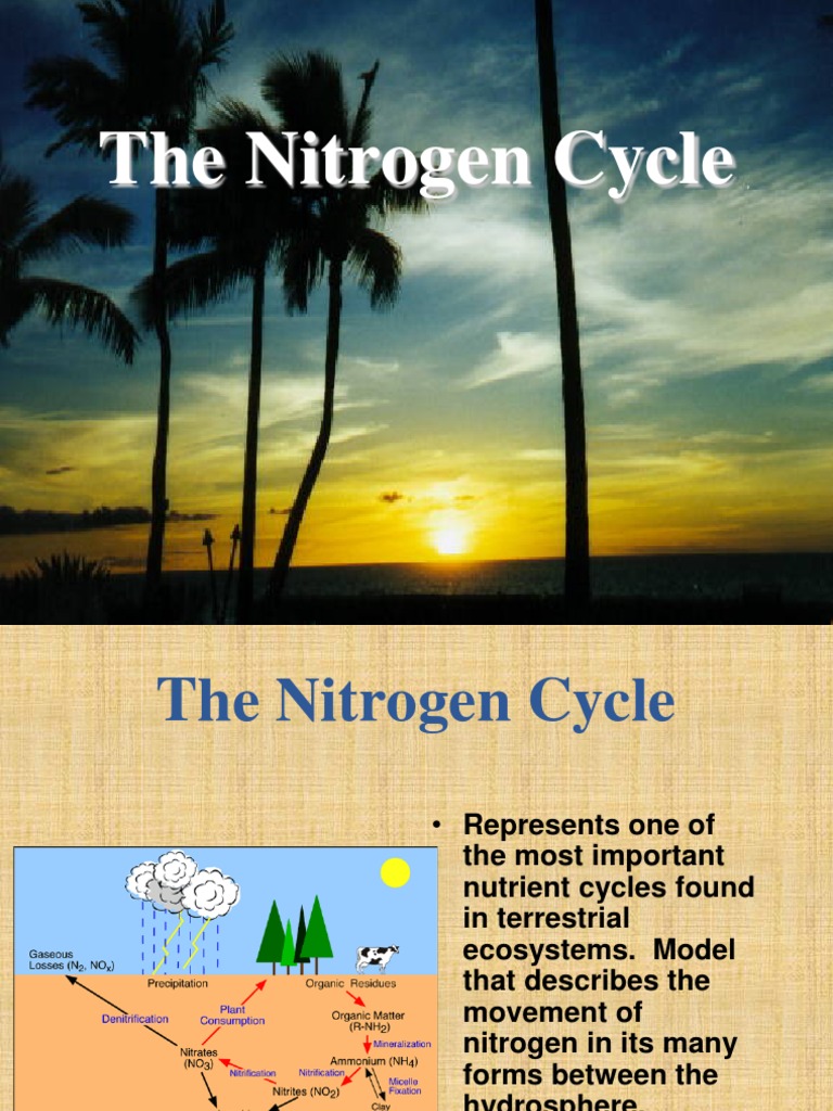 Nitrogen Cycle | PDF | Nitrogen | Soil