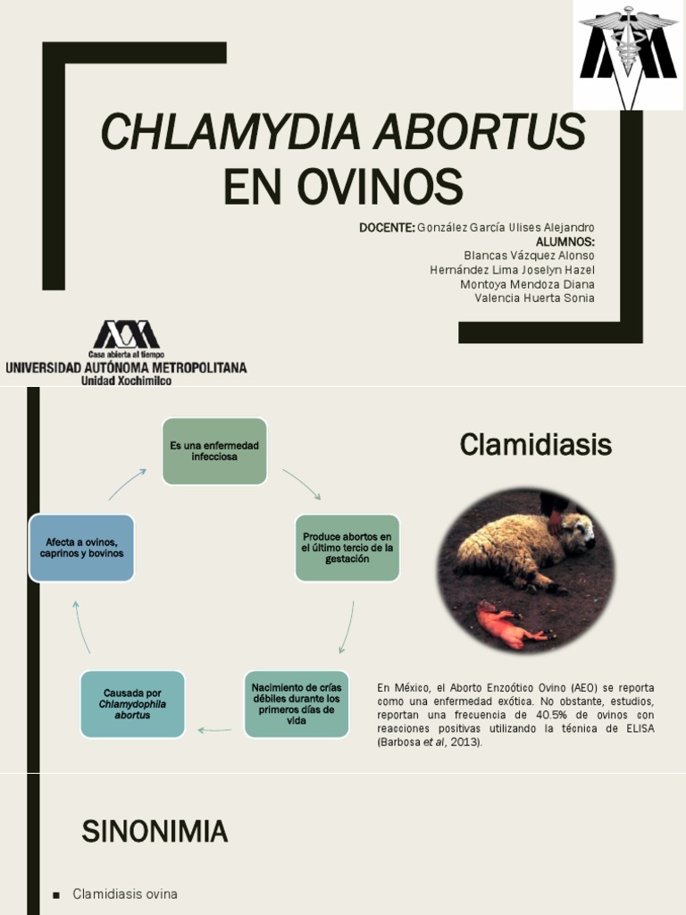 Chlamydia Abortus en Ovinos1 | PDF | Medicina CLINICA | Microbiología