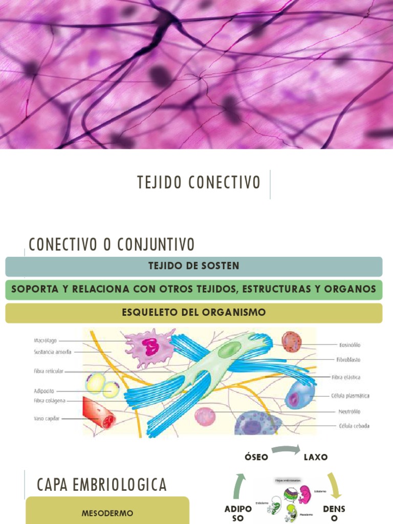 Tejido Conectivo | PDF | Tejido conectivo | Fibroblastos
