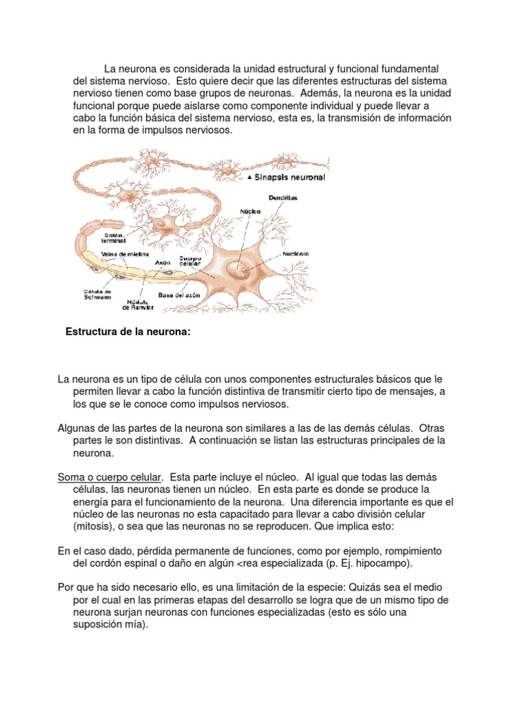 Neuronas | PDF | Axon | Mielina