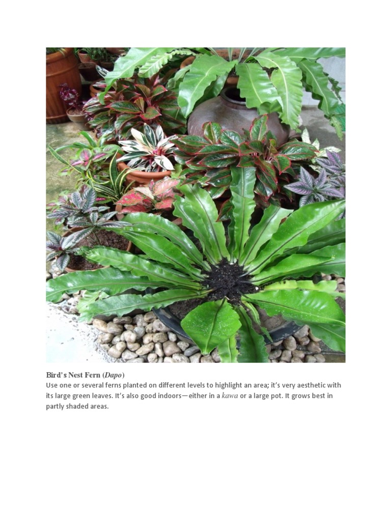 Bird's Nest Fern (Dapo) | PDF