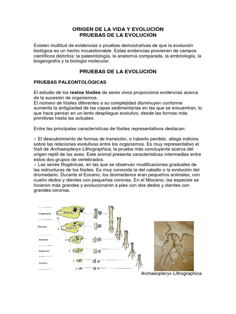 Pruebas de Evolucion | PDF | Homología (biología) | Evolución