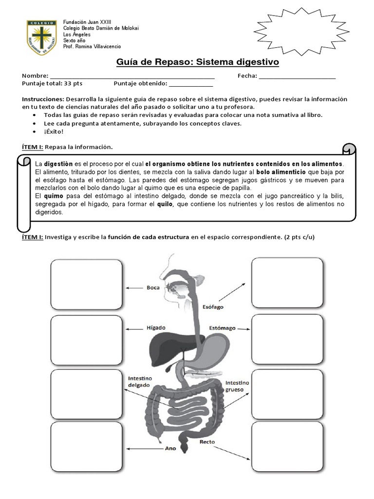 Hoja De Repaso Ejercicio 38 Anatomía Del Sistema Digestivo