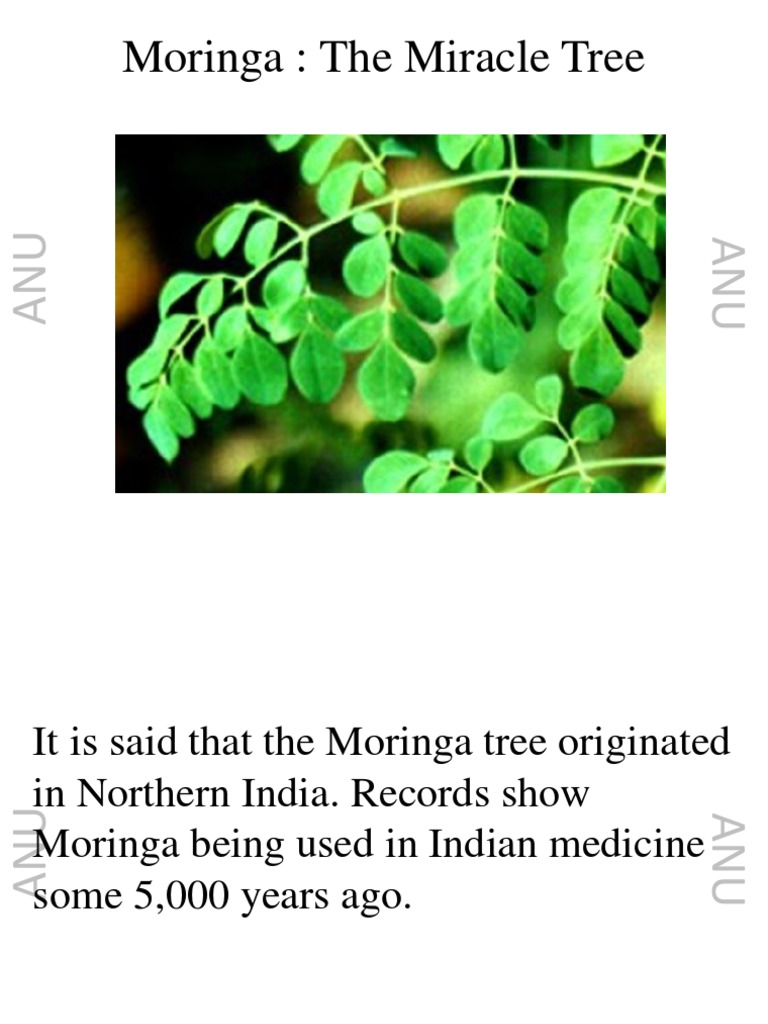Moringa: Nutritional Powerhouse Benefits | PDF | Vitamin | Food And Drink