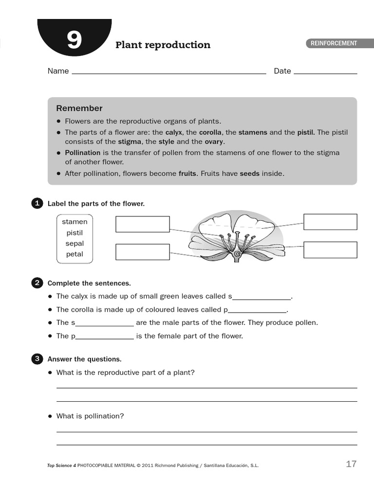 4 Primaria Natural Science PLANT REPRODUTION Thik Do Learn | PDF
